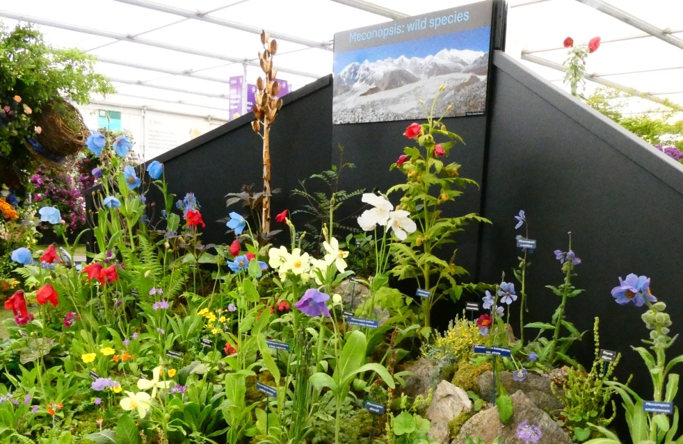 The Meconopsis Group - RHS Chelsea Flower Show 2025 (Add)